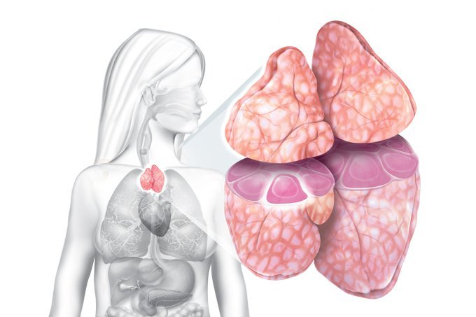 O que é o Timo e qual a sua função no organismo humano? – Inspire Saúde.