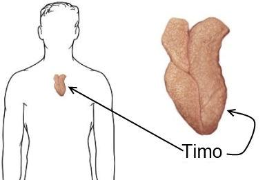 O que é o Timo e qual a sua função no organismo humano? – Inspire Saúde.